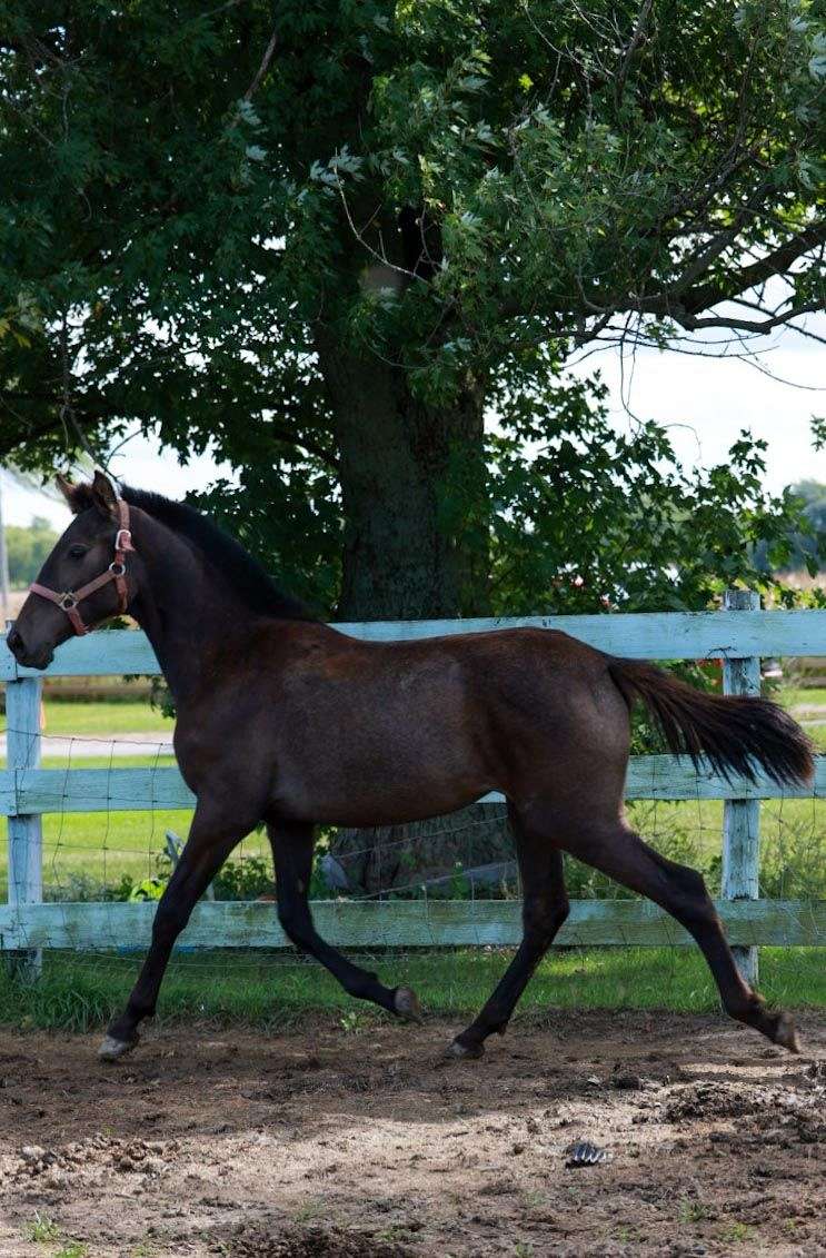 PRE Andalusian Smokey Black Filly Greying
