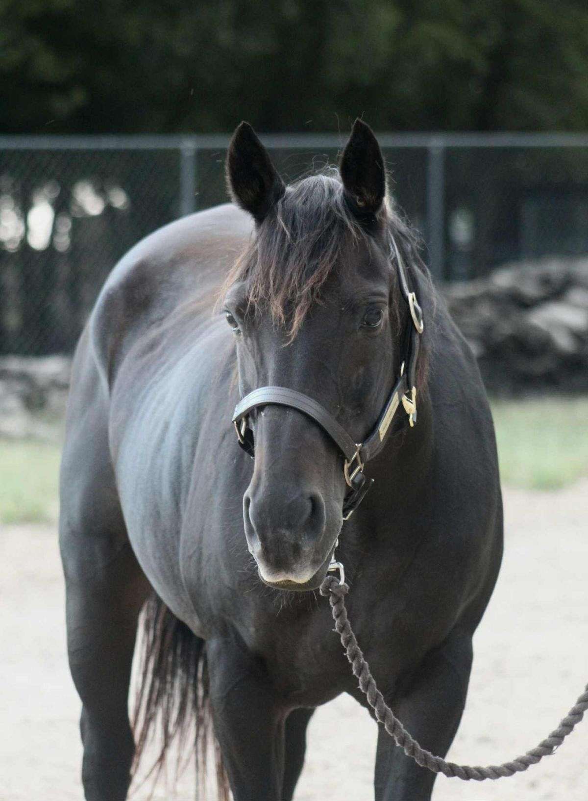 Smart Like Tackie AQHA NRHA Earner & Producer!