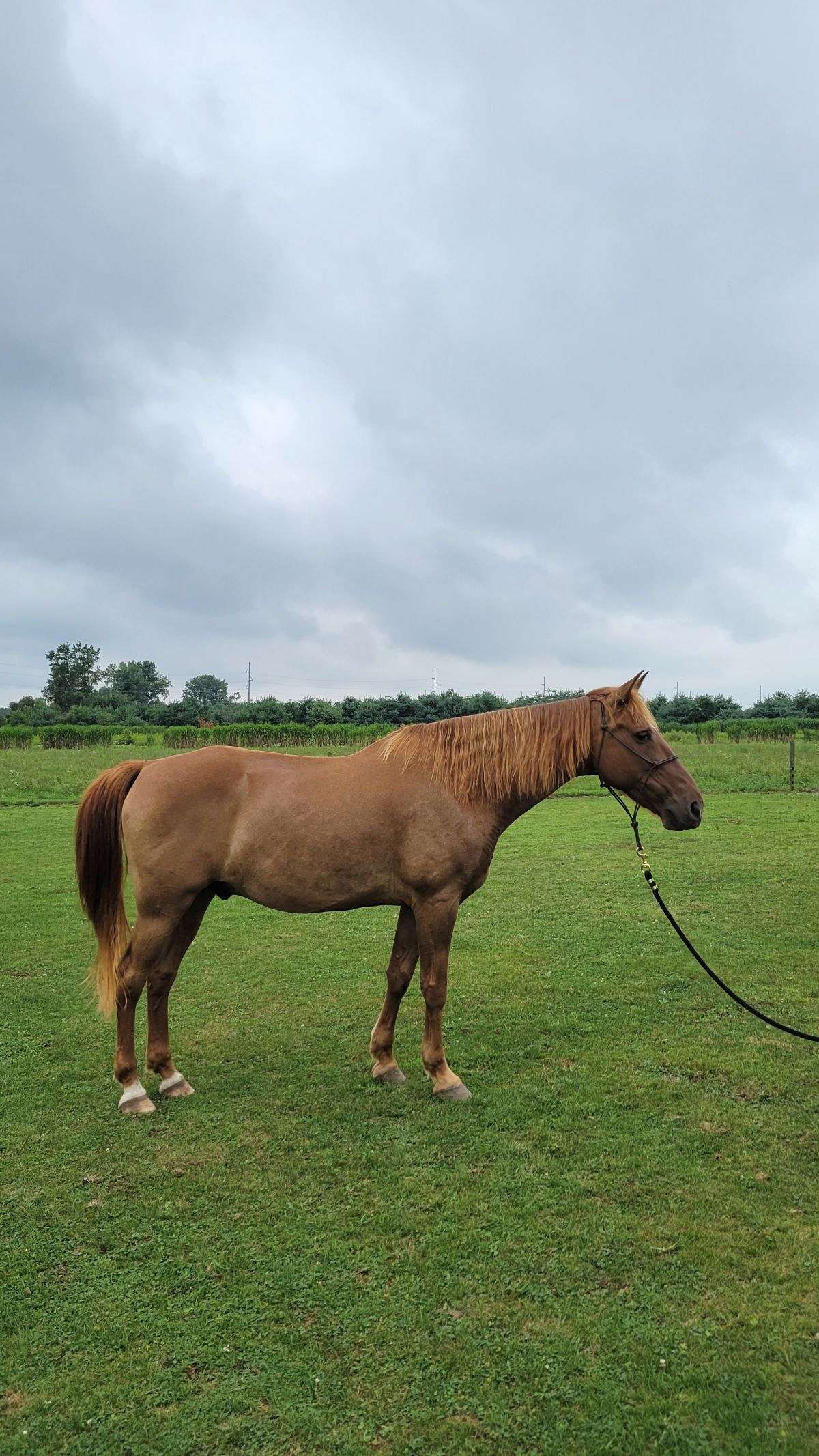 Handsome Kentucky Mountain Gelding