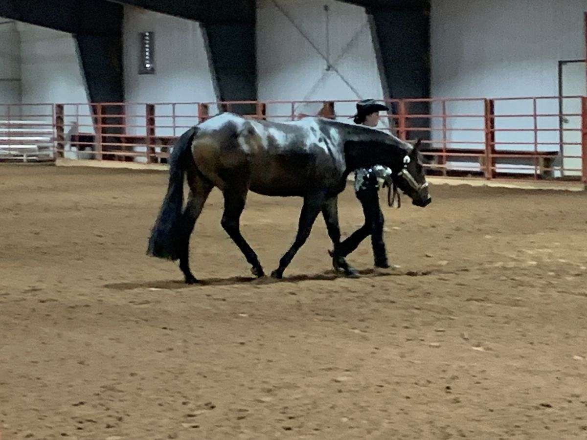 Easy Western Pleasure Ride