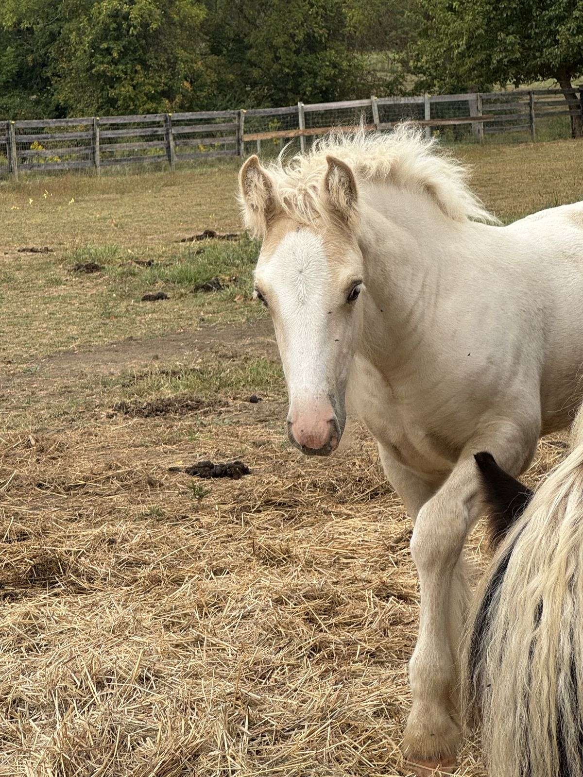 Weanling Palomino Colt
