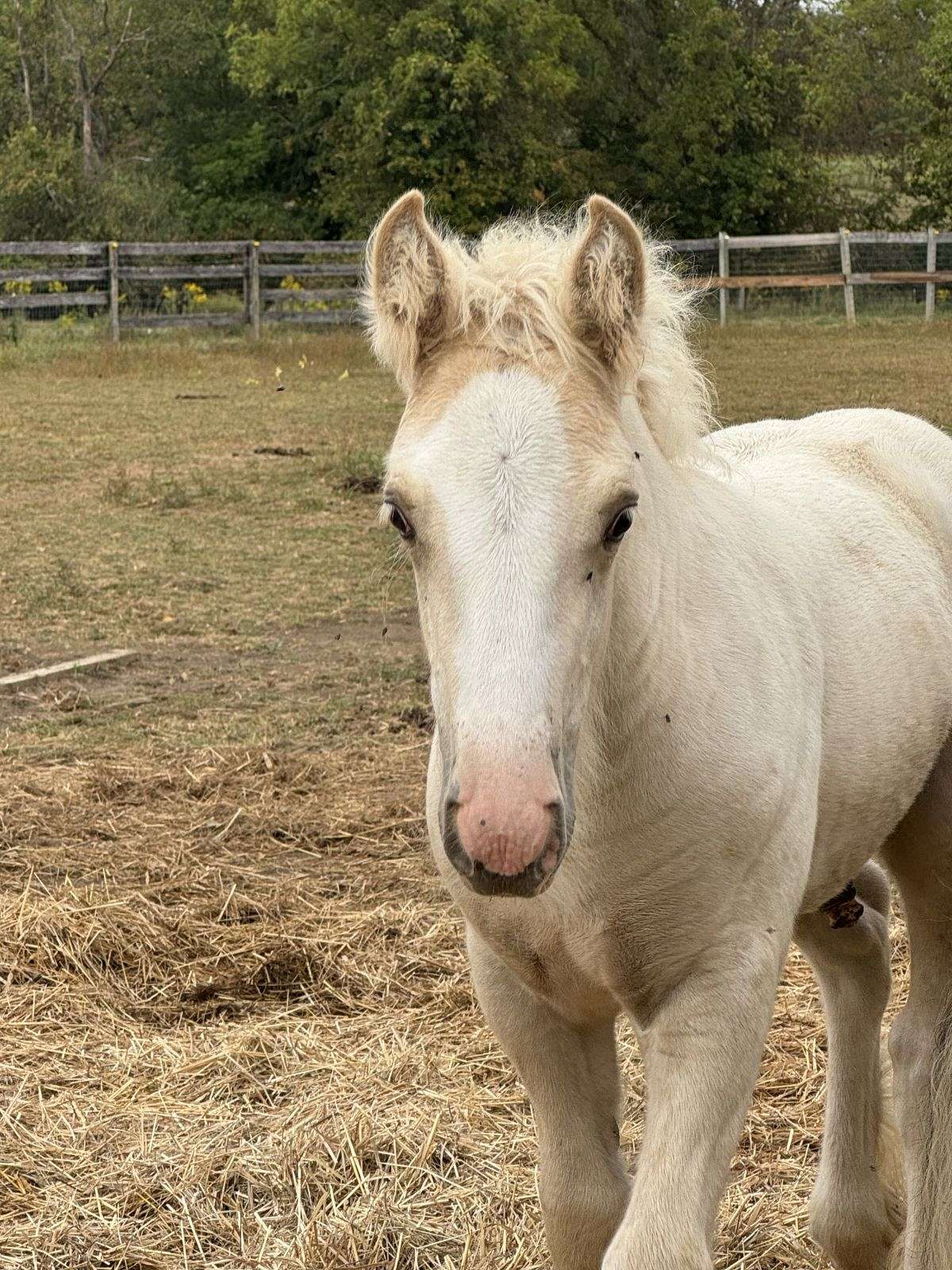 Weanling Palomino Colt
