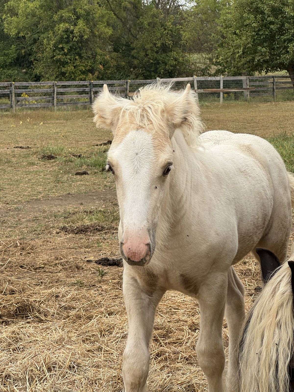Weanling Palomino Colt
