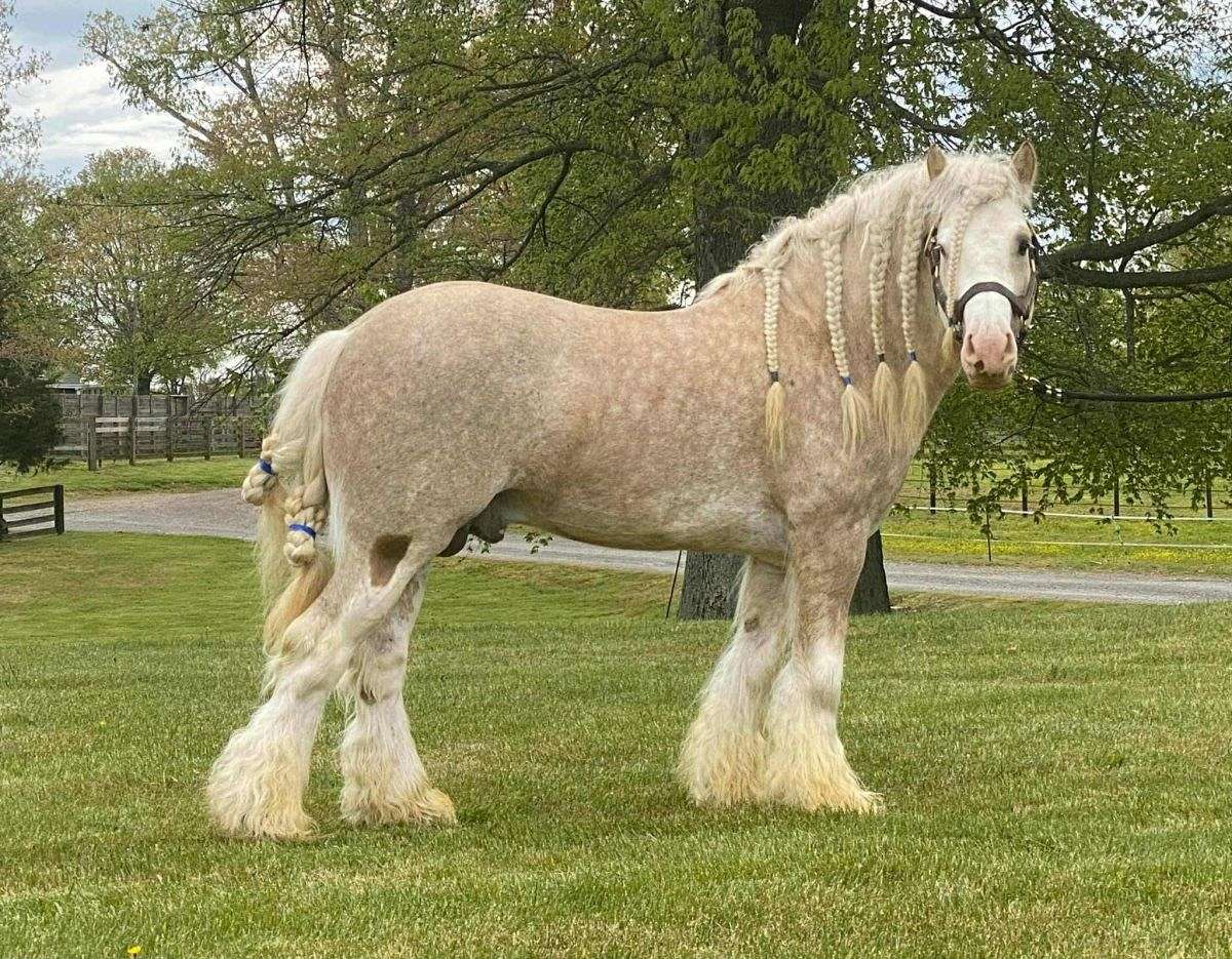 Weanling Palomino Colt