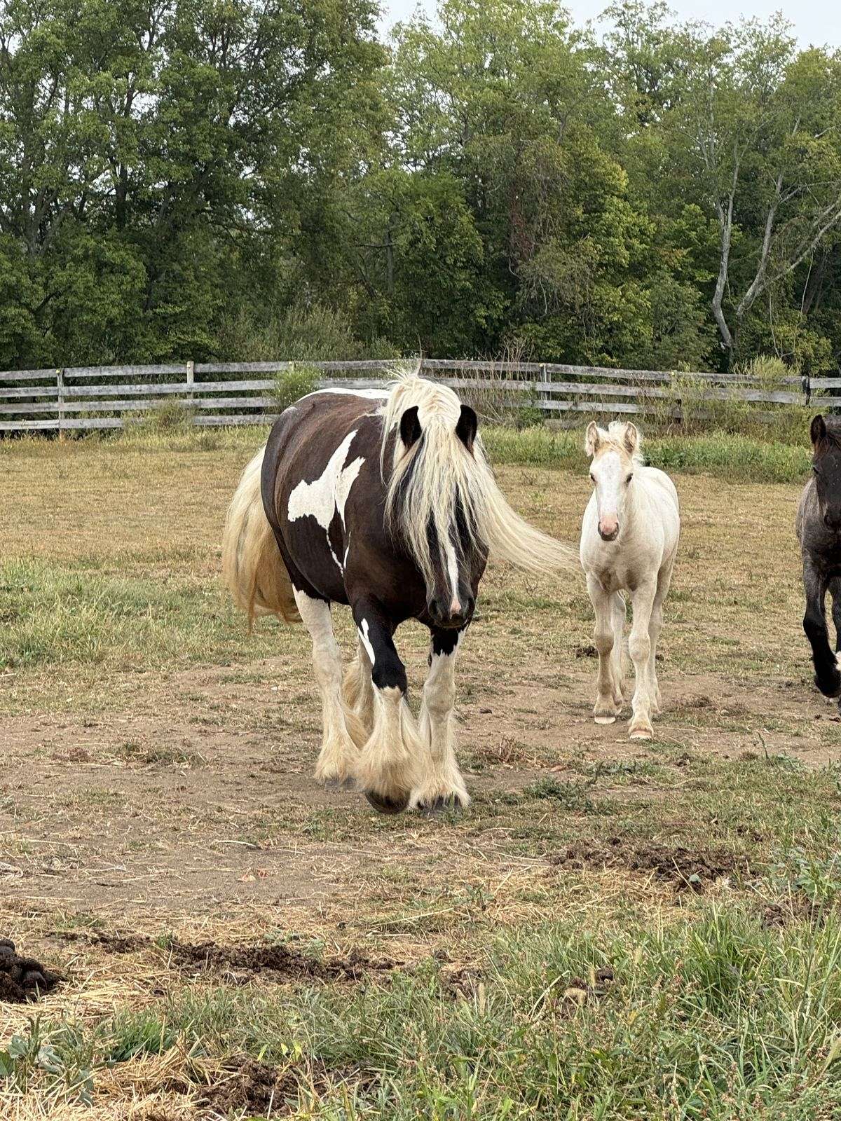 Weanling Palomino Colt
