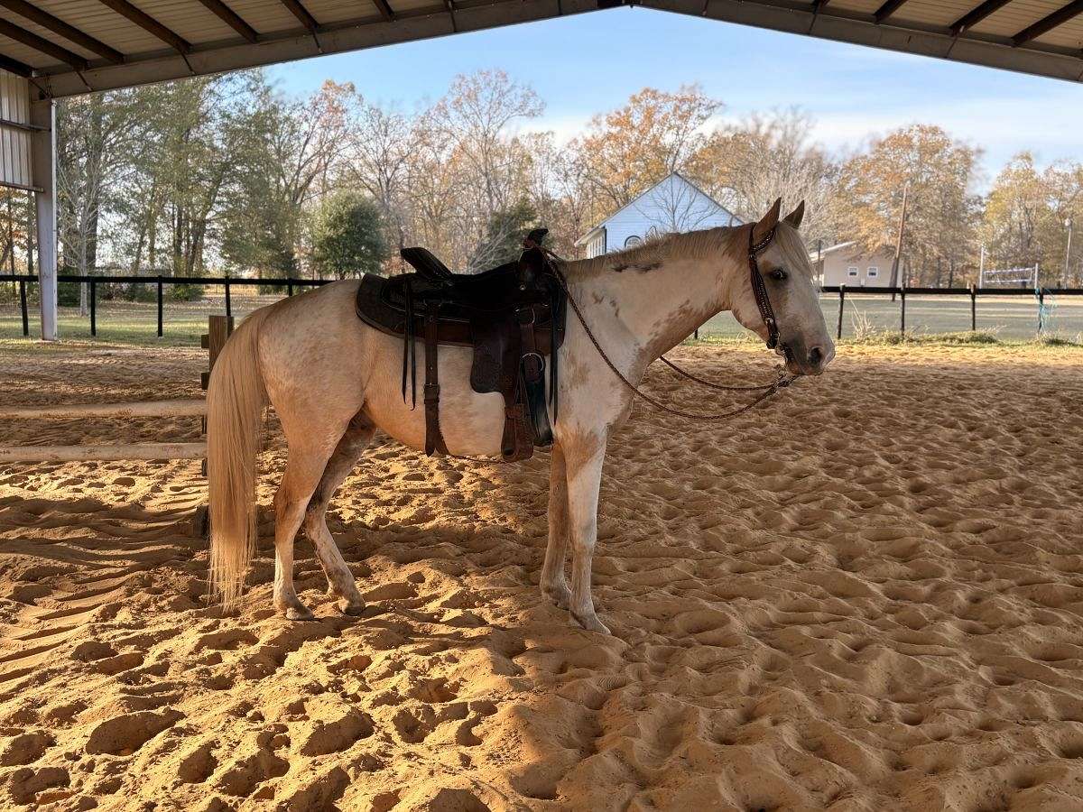 Fairytale Gelding, Flashy, Gaited, Dream Horse, Versatile, Comanche