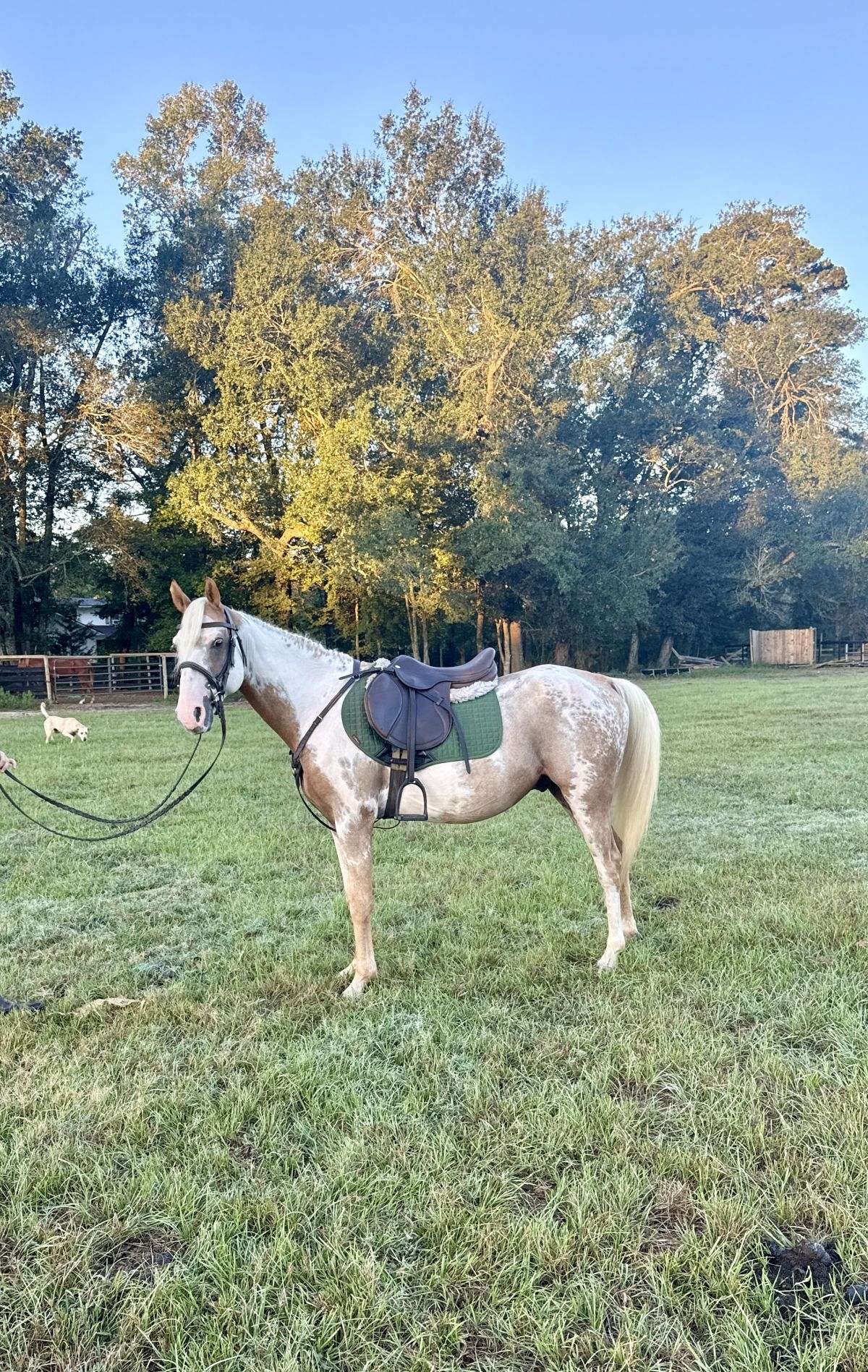 Fairytale Gelding, Flashy, Gaited, Dream Horse, Versatile, Comanche