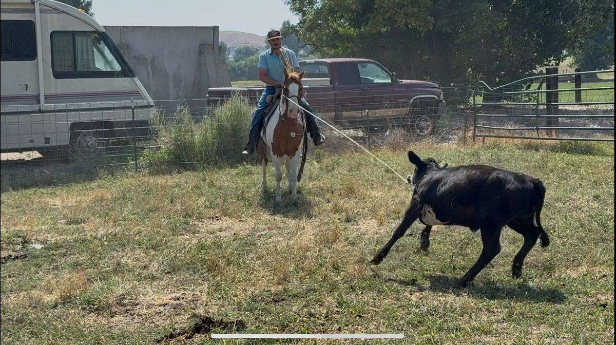 10 Year Old Gelding Pony