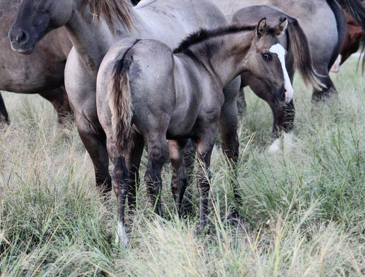 Gorgeous AQHA & APHA Grulla Splash White 1 Filly!
