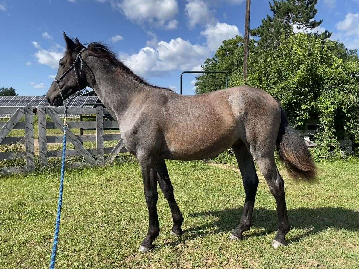 Blue Roan Andalusian Cross!