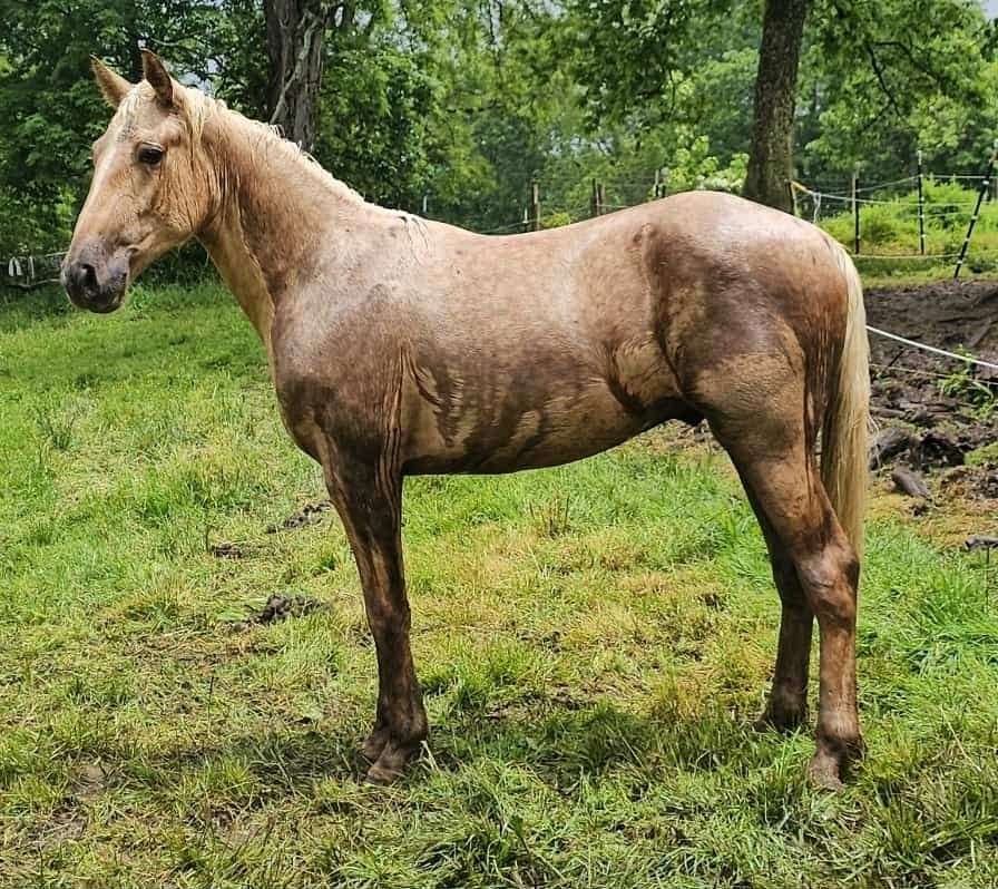 Gunnar 1/2 Standardbred