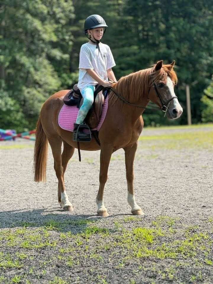 Sophie - Perfect Walk/Trot Pony to Teach Your Kids!