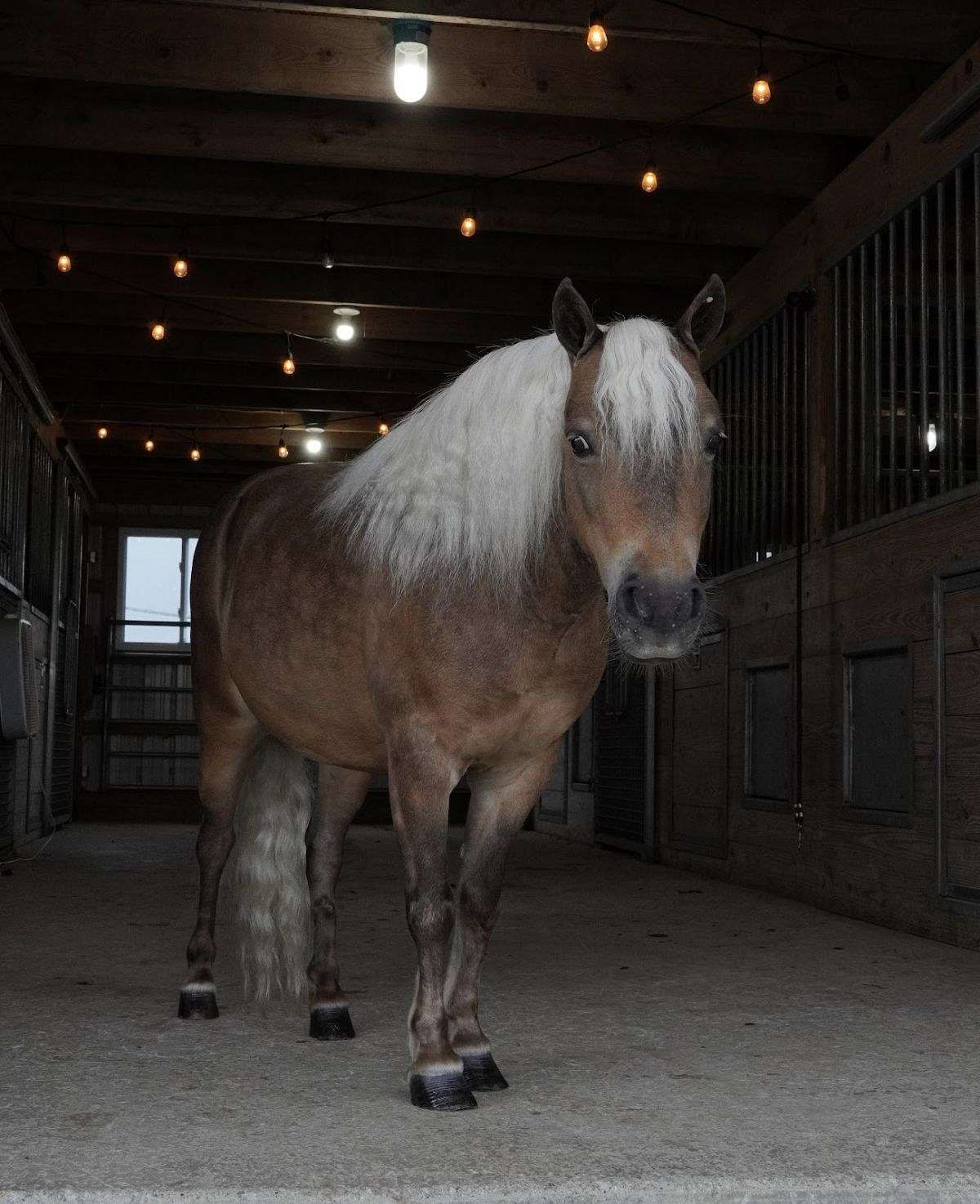 Ranger - Super Sweet & Cute 8 Yr Old Silver Buckskin Pony Gelding!