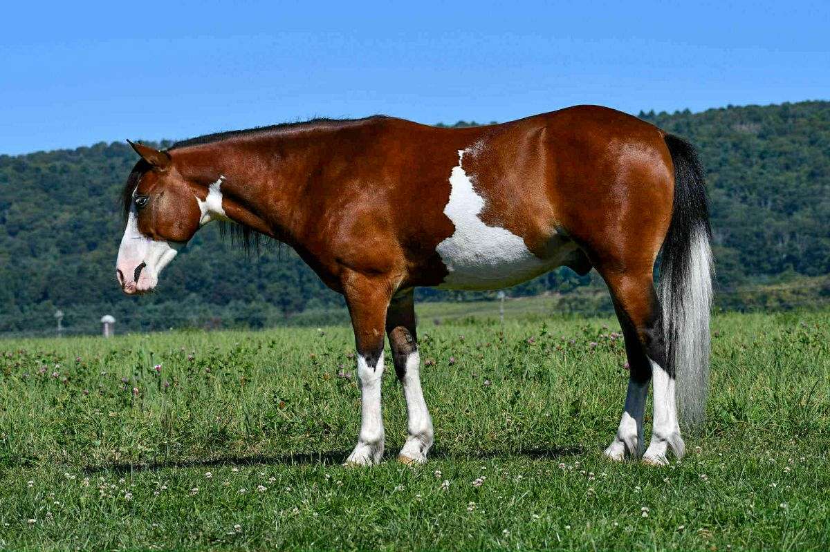 Gunner - Super Cool 5 Yr Old Bay Paint Quarter Pony Gelding!