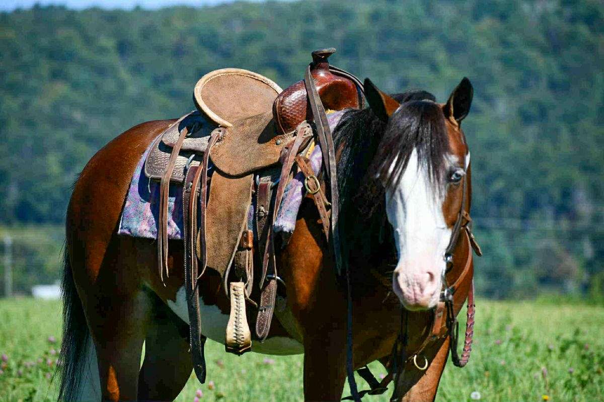 Gunner - Super Cool 5 Yr Old Bay Paint Quarter Pony Gelding!