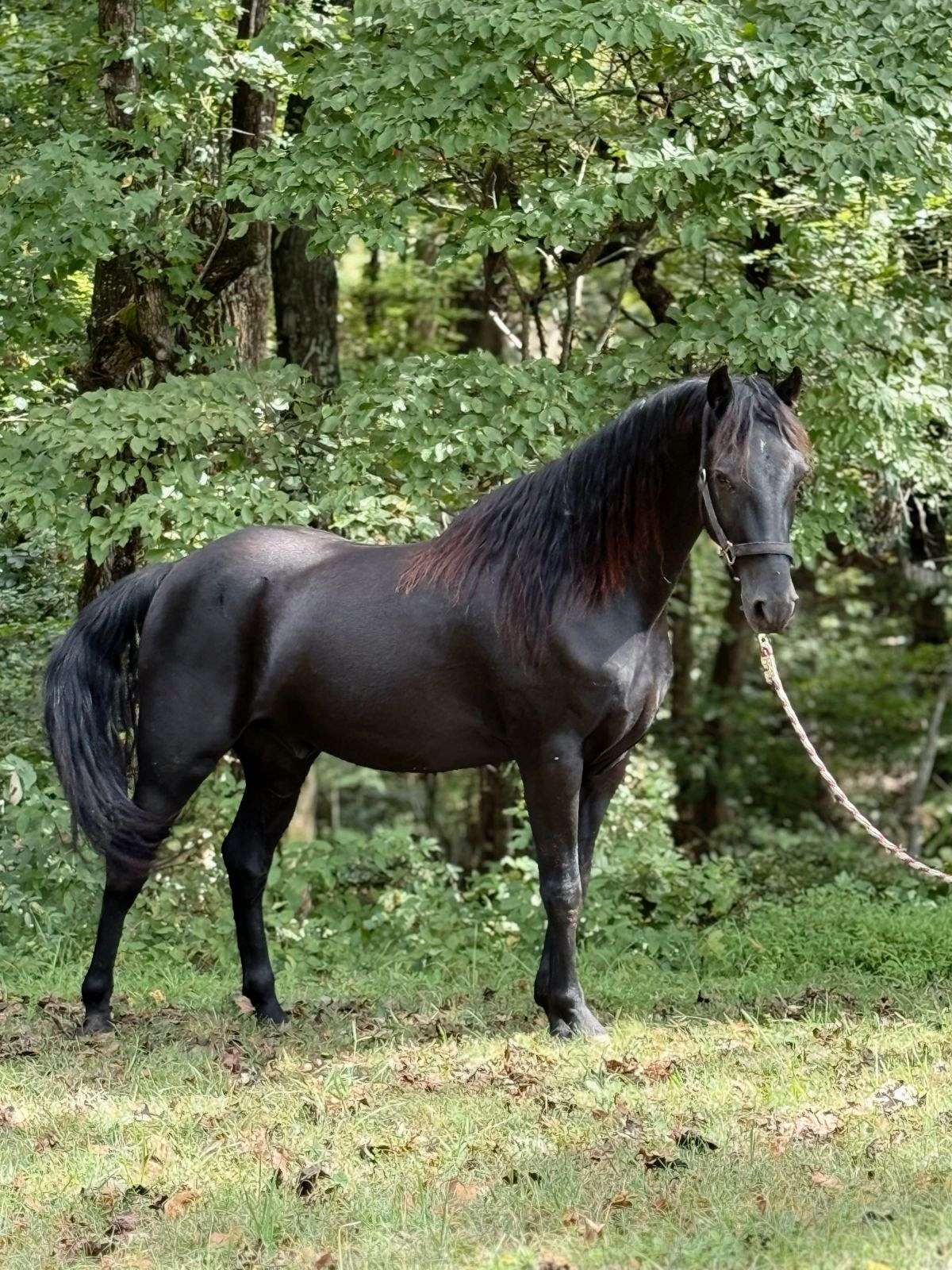 Gorgeous Friesian Cross Gelding