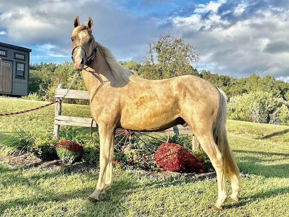 Finley - Racking Horse Gelding