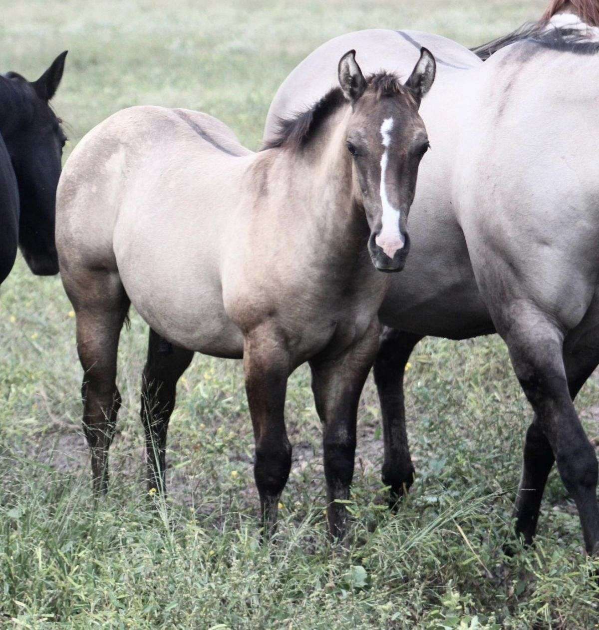 Stunning 2025 AQHA & APHA Grulla Splash White Colt!