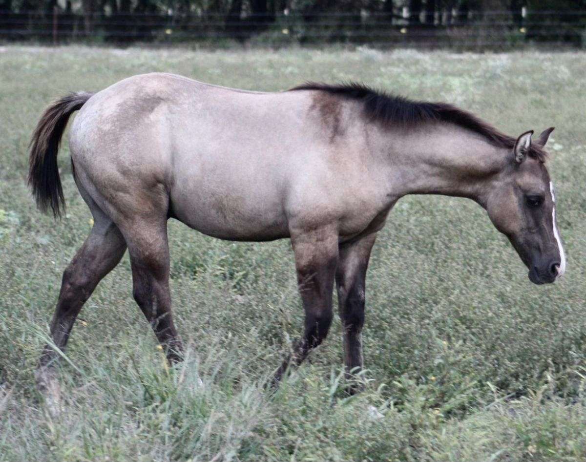 Stunning 2025 AQHA & APHA Grulla Splash White Colt!