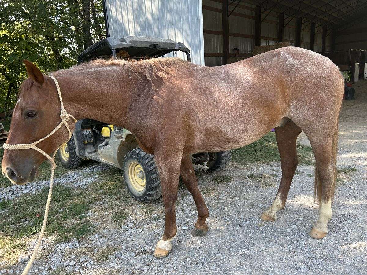 Easy- 8 yo Gaited Gelding