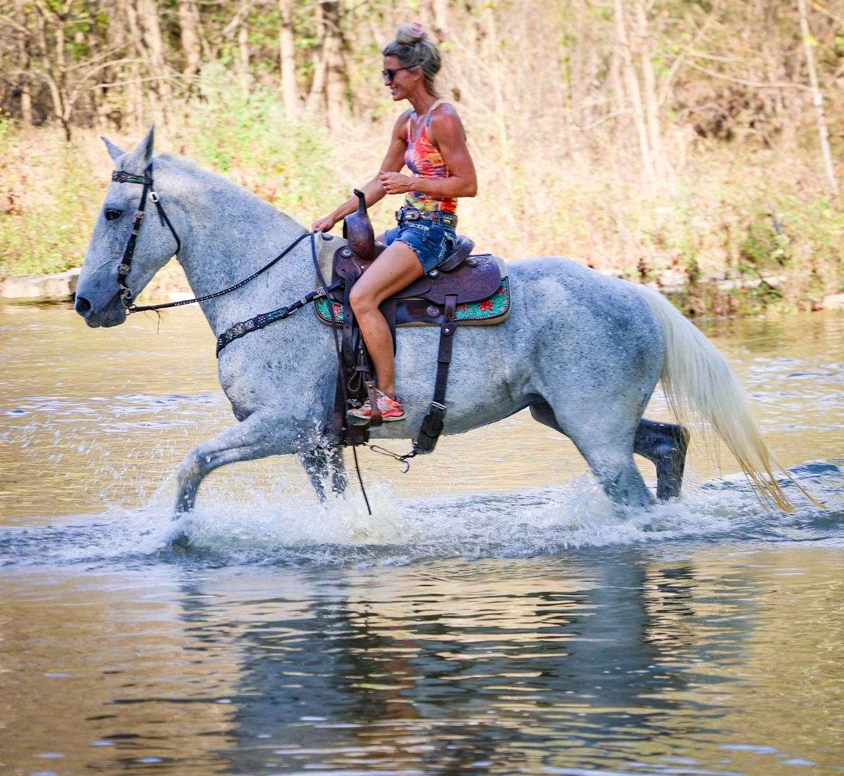 Nice Trakehner Percheron Crossbred Mare, Rides and Drives, Gentle