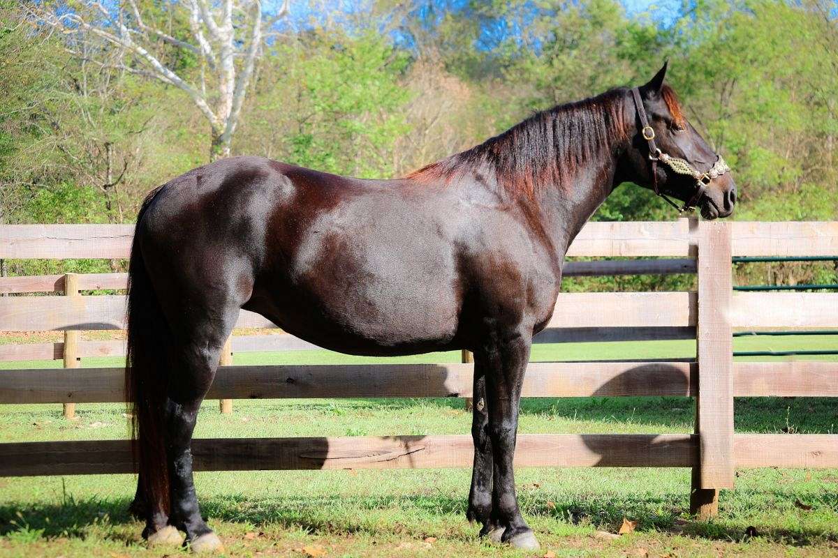 Family Friendly Black Percheron Quarter Horse Crossbred Mare, Ride & Drive