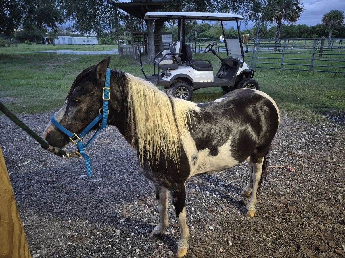 14 Year Old Paint/Pinto Pony 42"