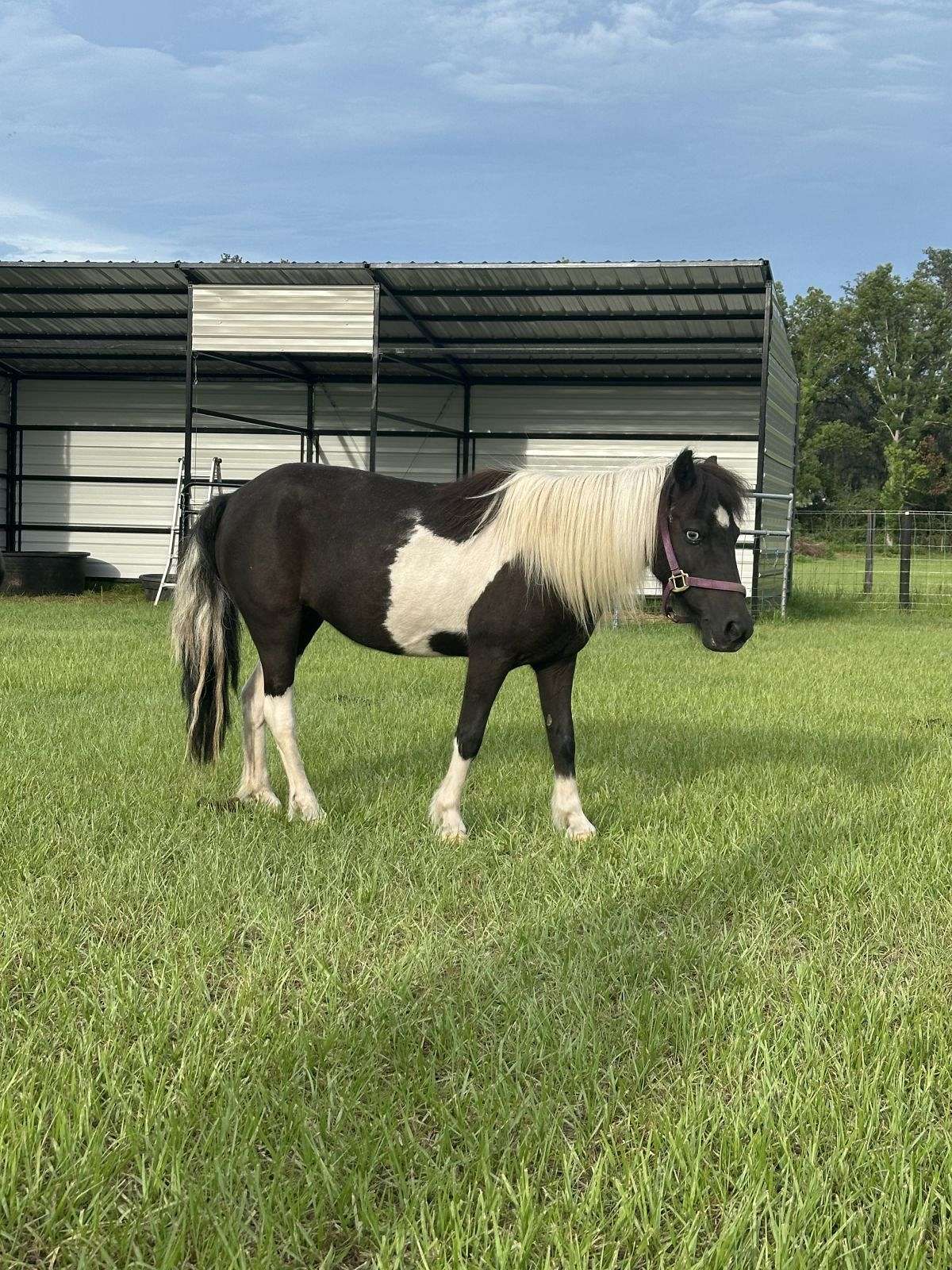 Mini Mare