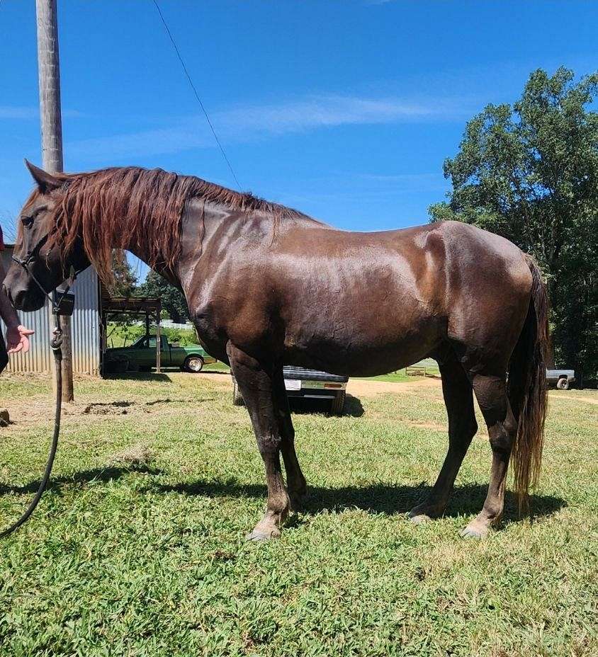 Morgan Gelding Ready for His Next Partner