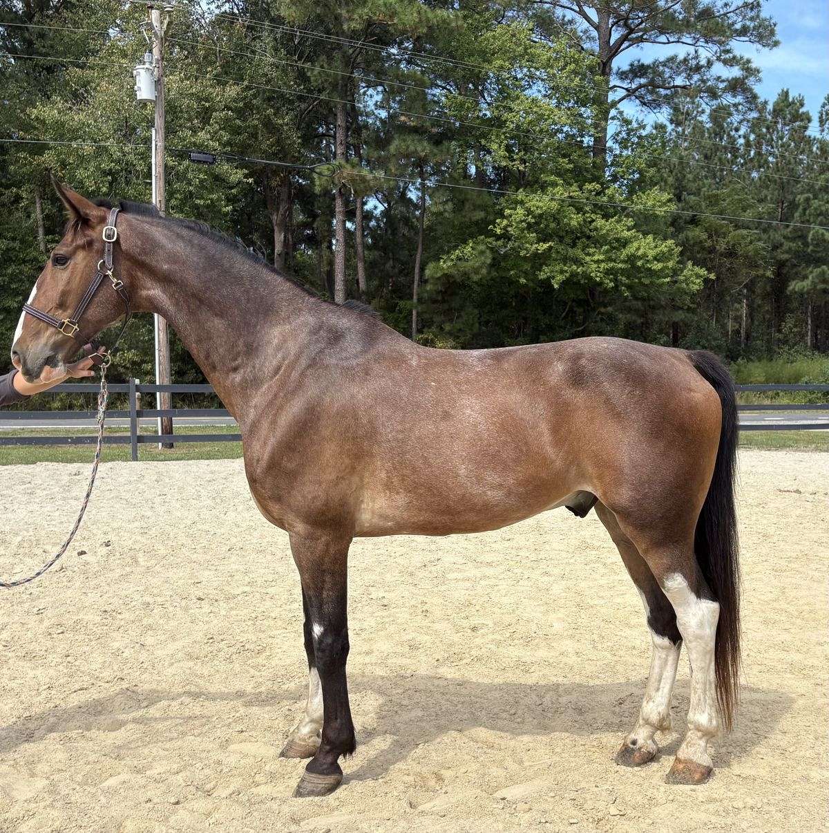 Fancy Dutch Gelding