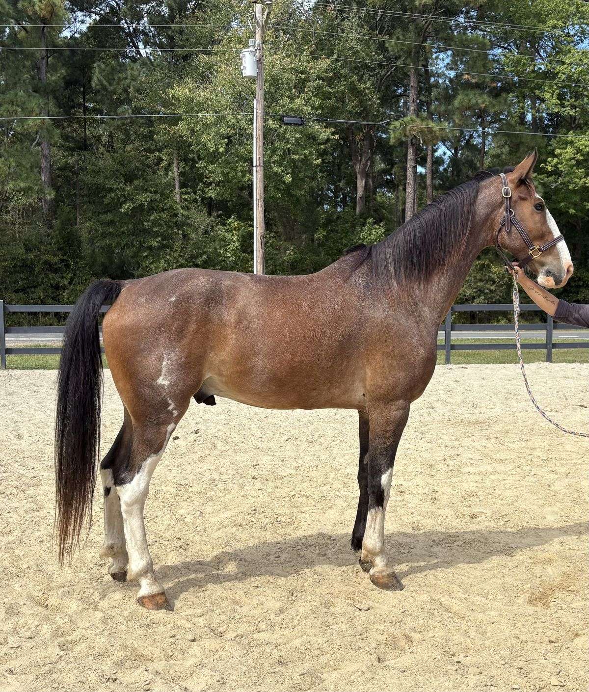 Fancy Dutch Gelding