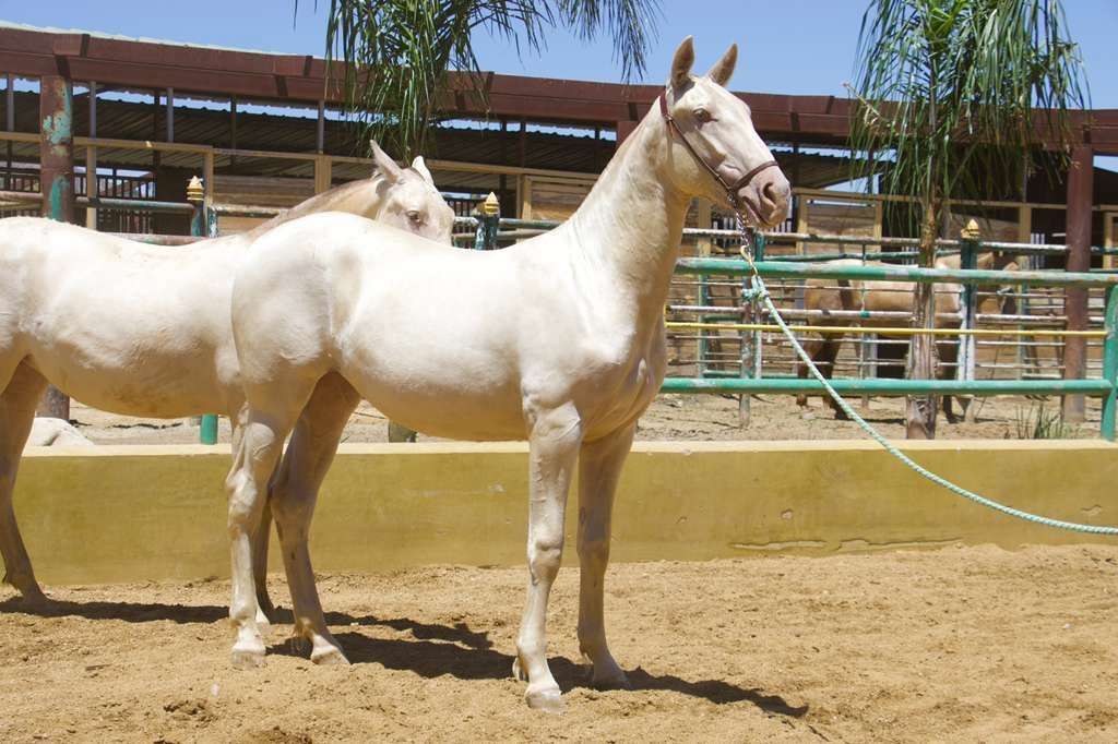 Stunning 2024 Perlina Filly in Canyon Country, CA