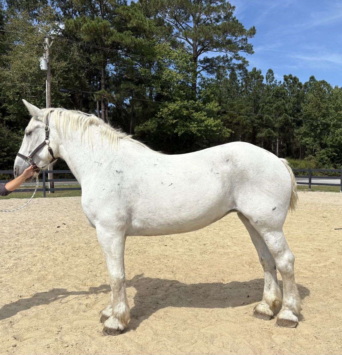 Gentle Percheron Mare