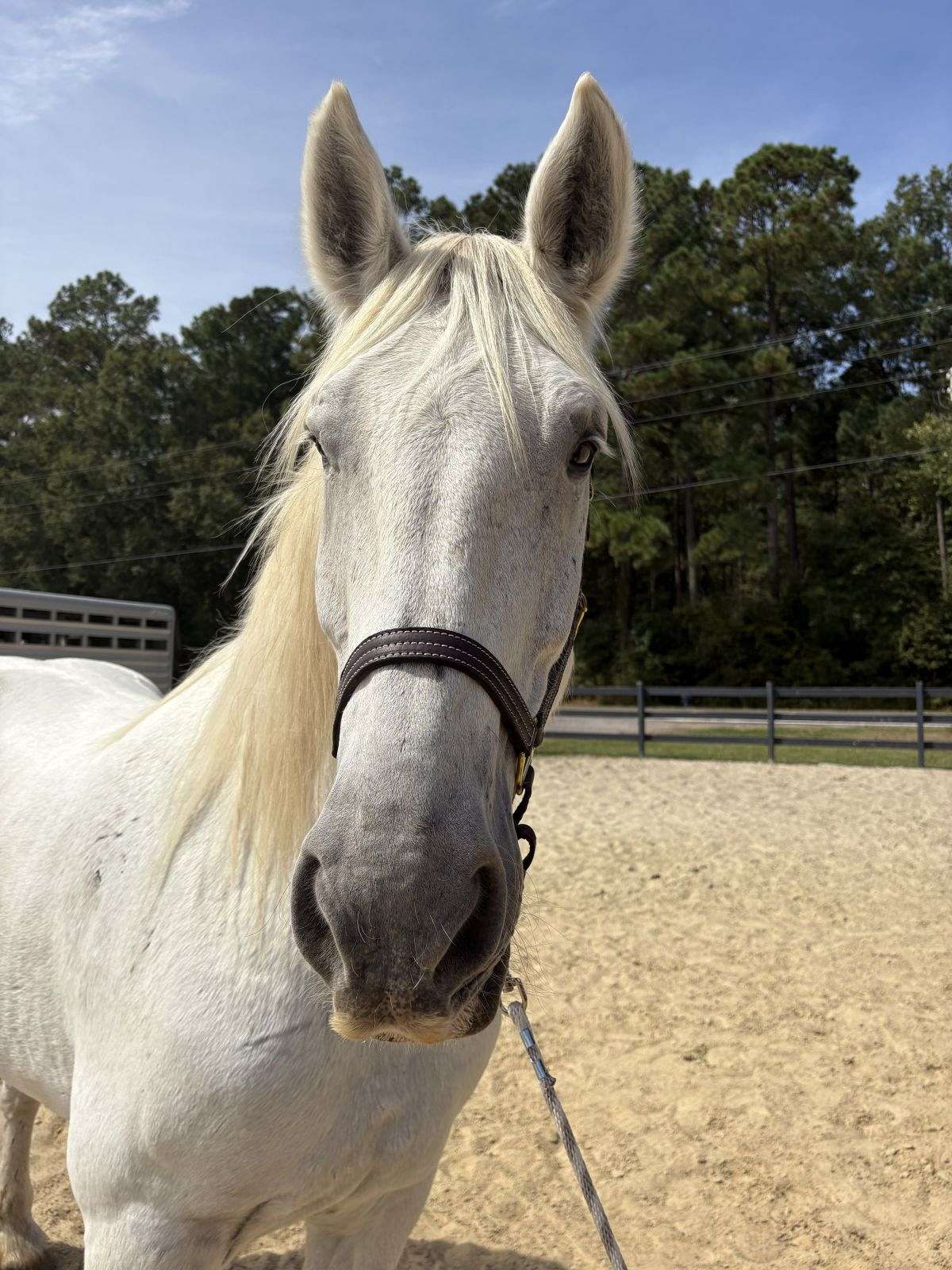 Gentle Percheron Mare