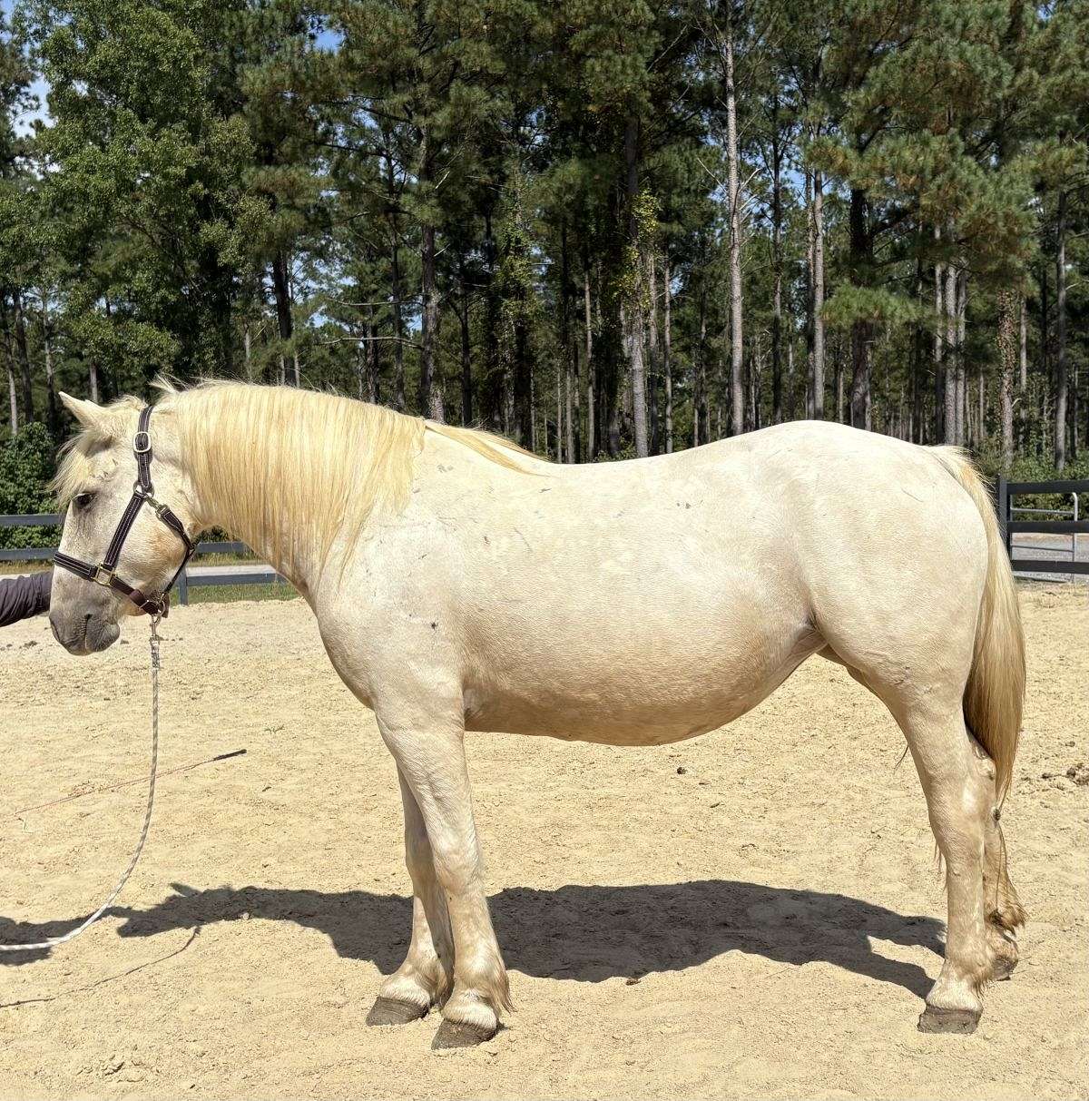 Stocky Palomino Mare