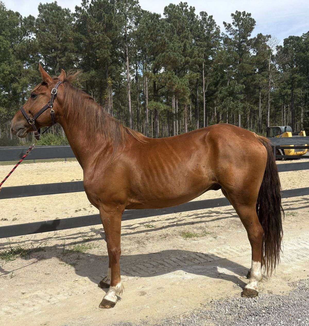 Sorrel Morgan Gelding
