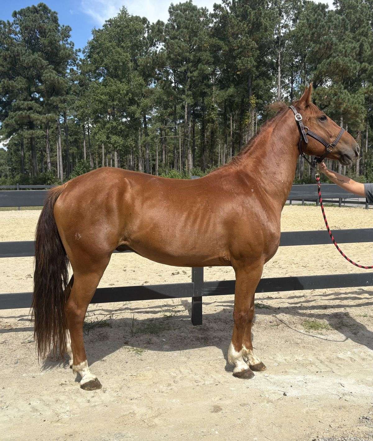 Sorrel Morgan Gelding