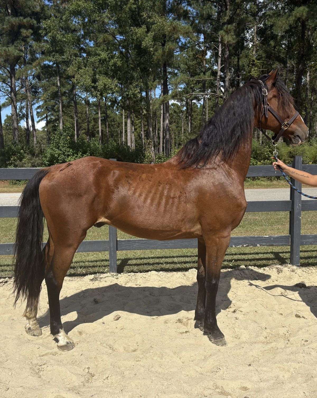 Registered Dutch Saddlebred