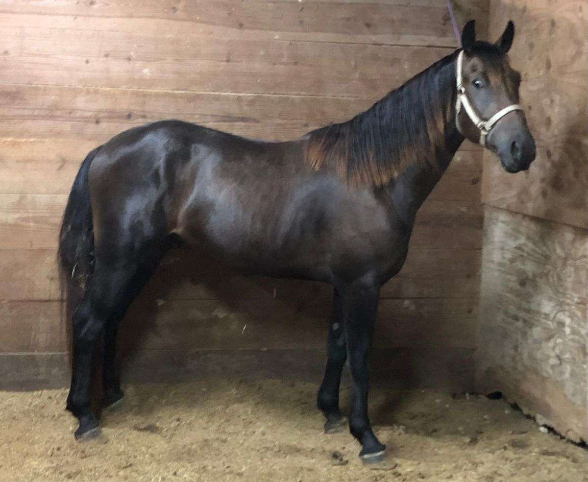 Friesian + American Paint Stallion