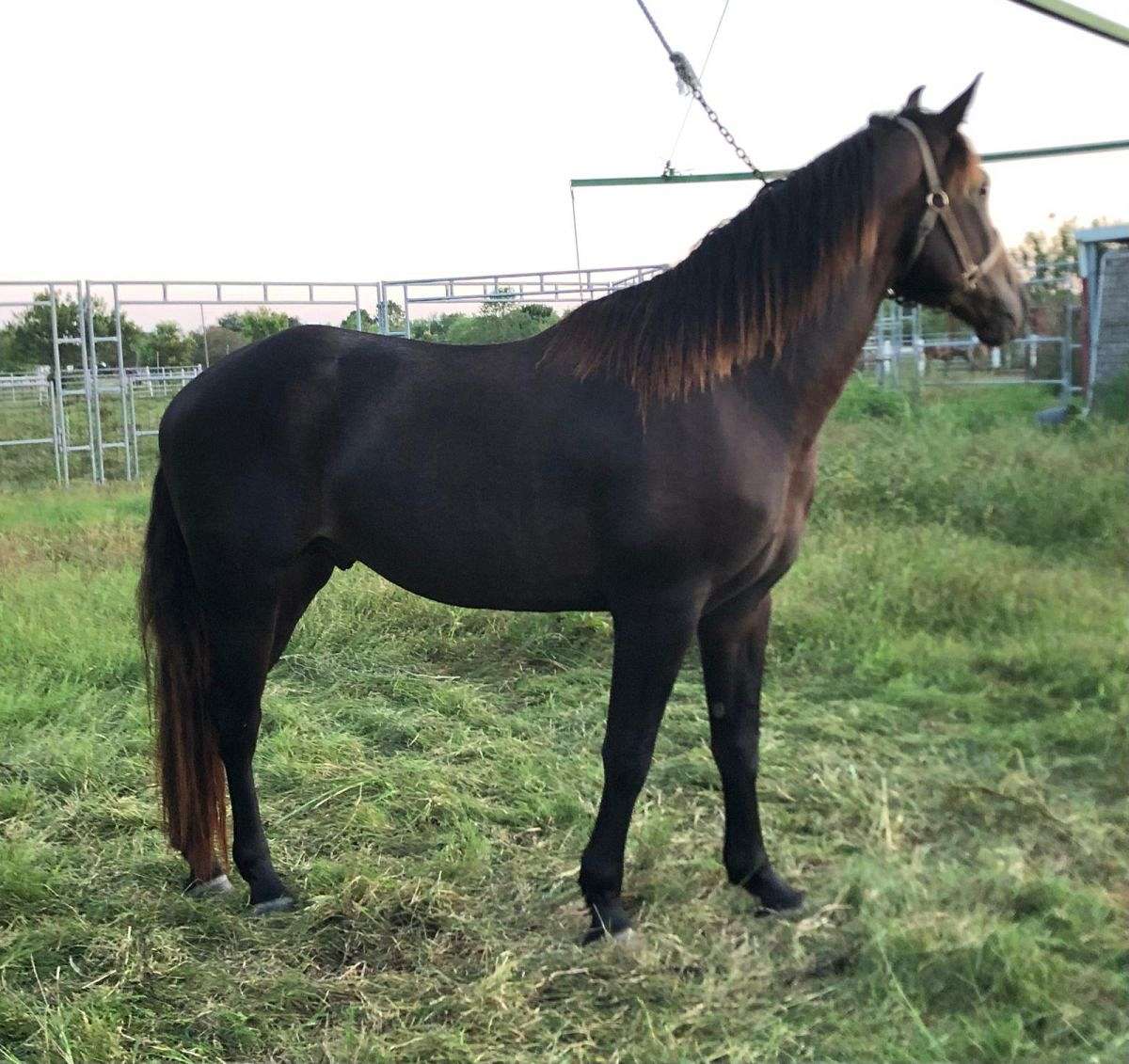 Friesian + American Paint Stallion
