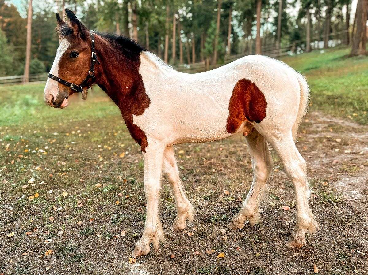 2025 Bay Tobiano Drum Horse Colt