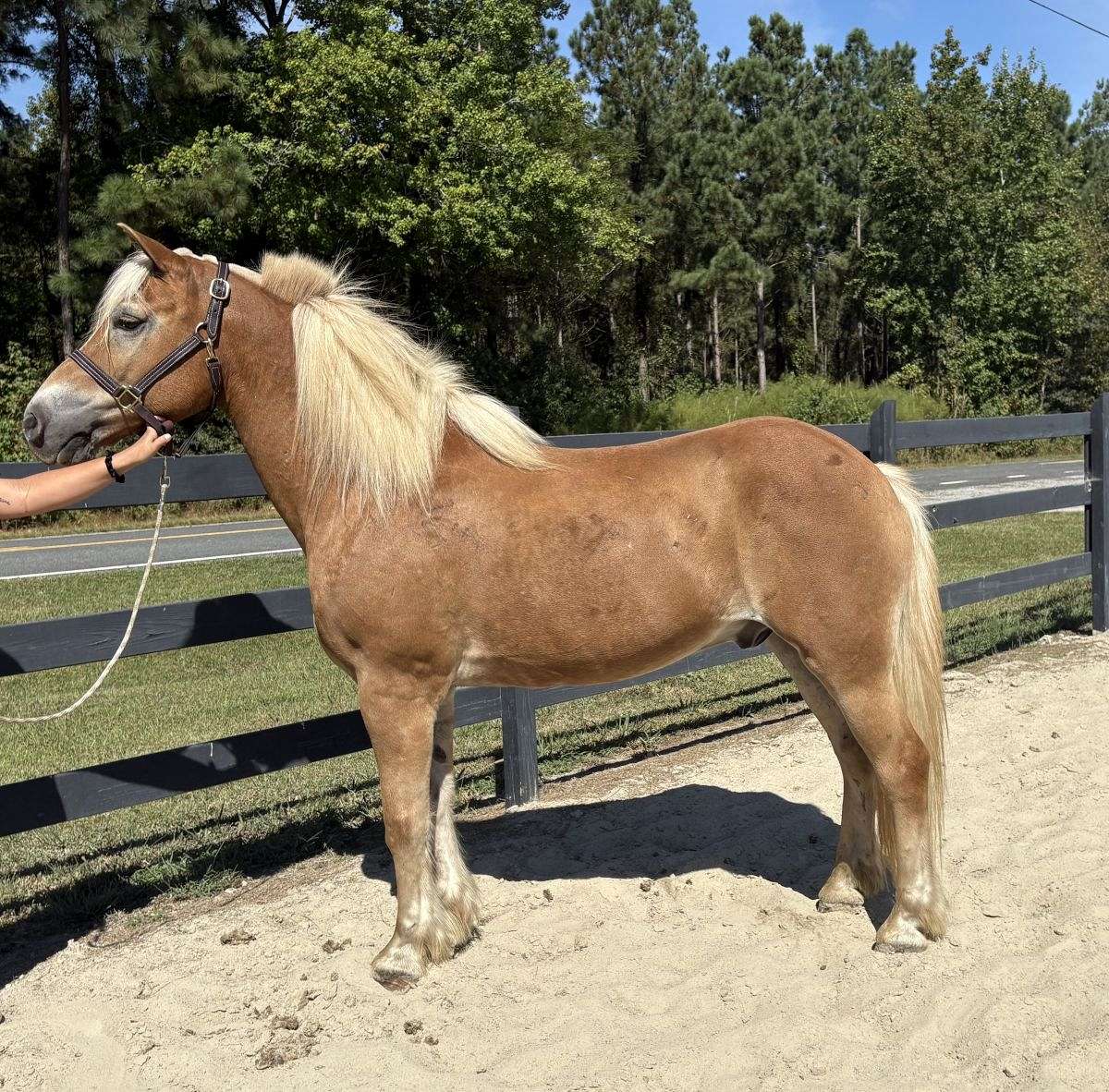 Cute Haflinger Gelding
