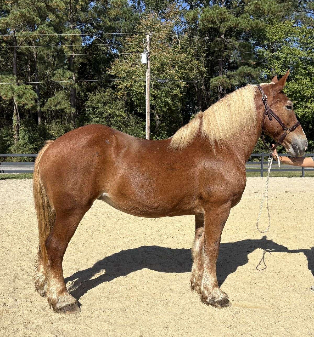 Gentle Belgian Mare