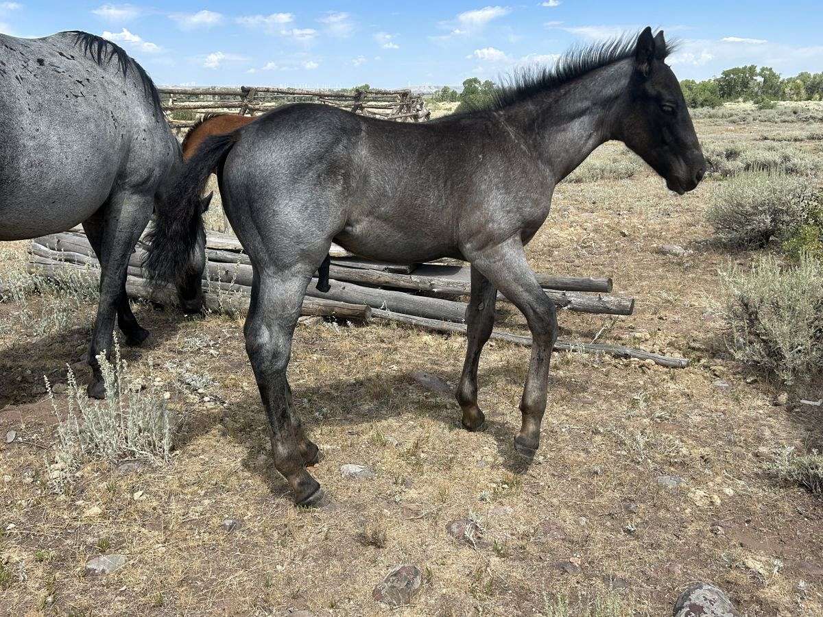 2025 Blue Roan Half Draft