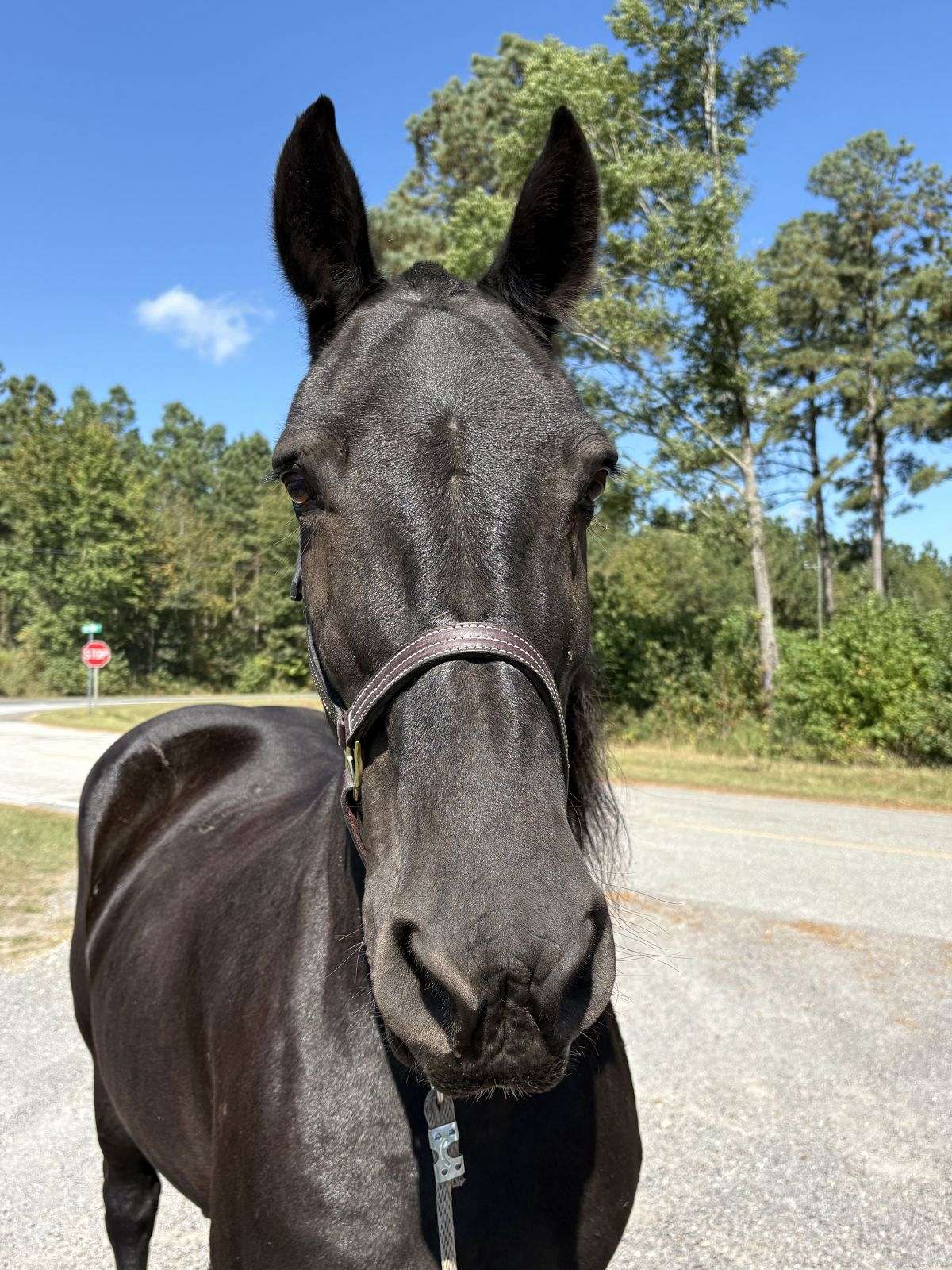 Beginner Safe Mare