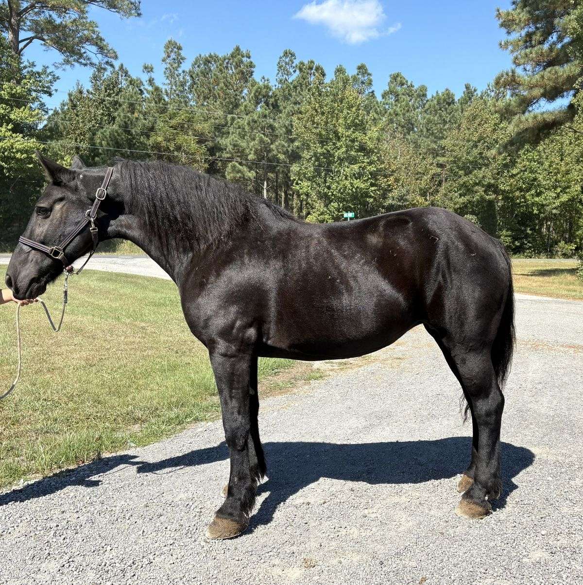 Beginner Safe Mare