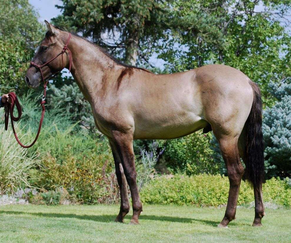 Lusitano Cross Gelding - Grulla Azteca/Ameritano
