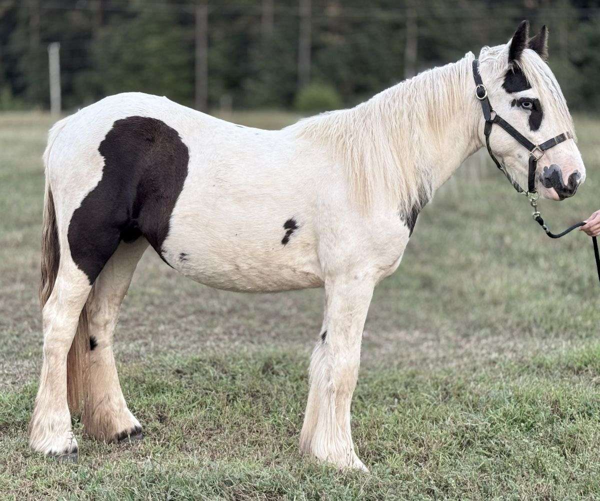 Striking Piebald Gypsy Yearling Filly