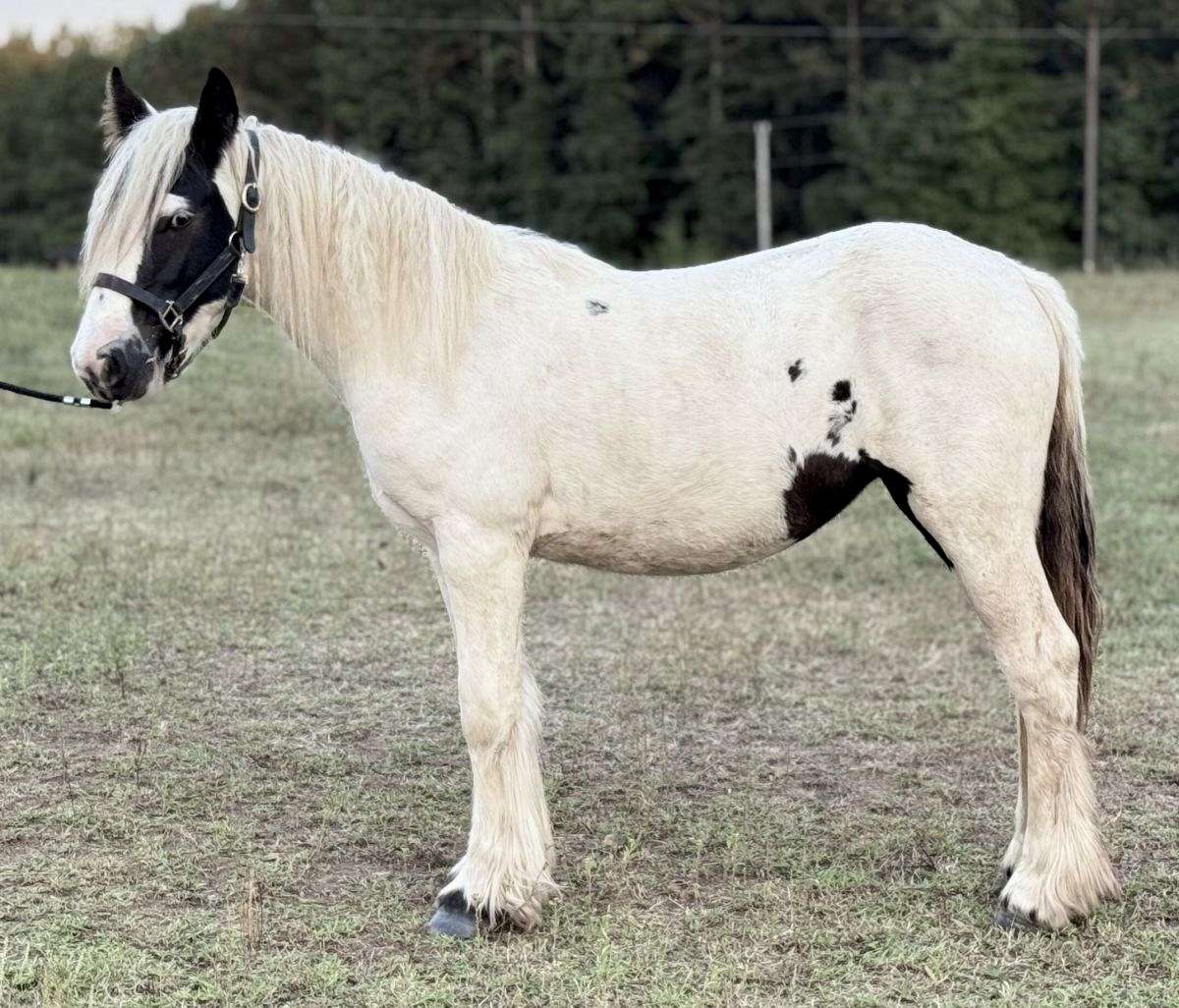 Striking Piebald Gypsy Yearling Filly