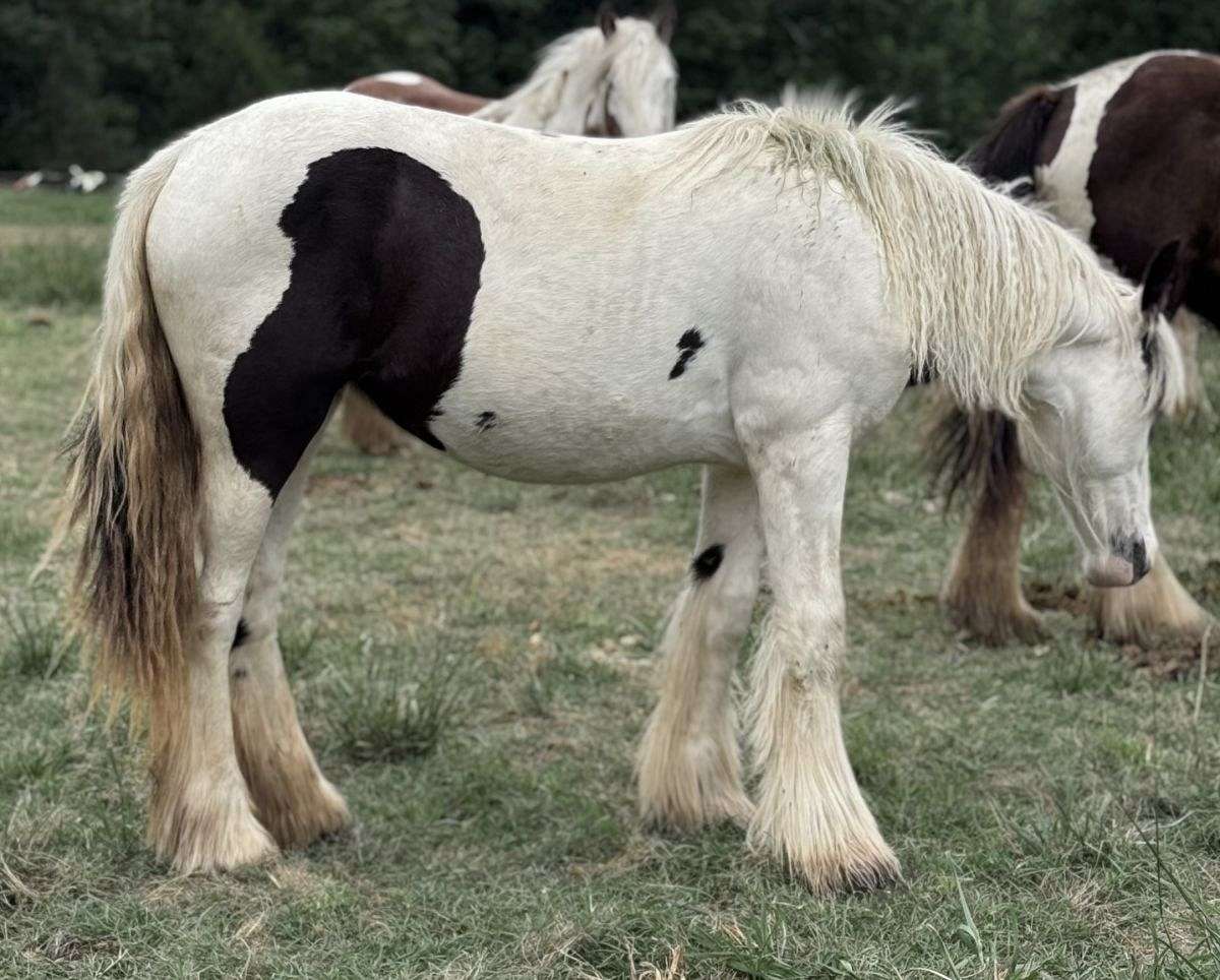 Striking Piebald Gypsy Yearling Filly